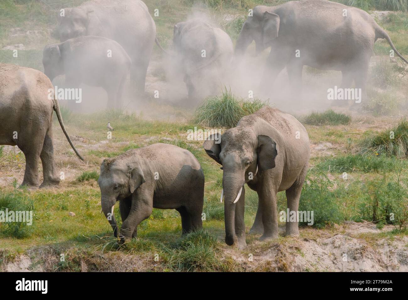 Wild elephants herd at Jim Corbett National Park in India Stock Photo ...