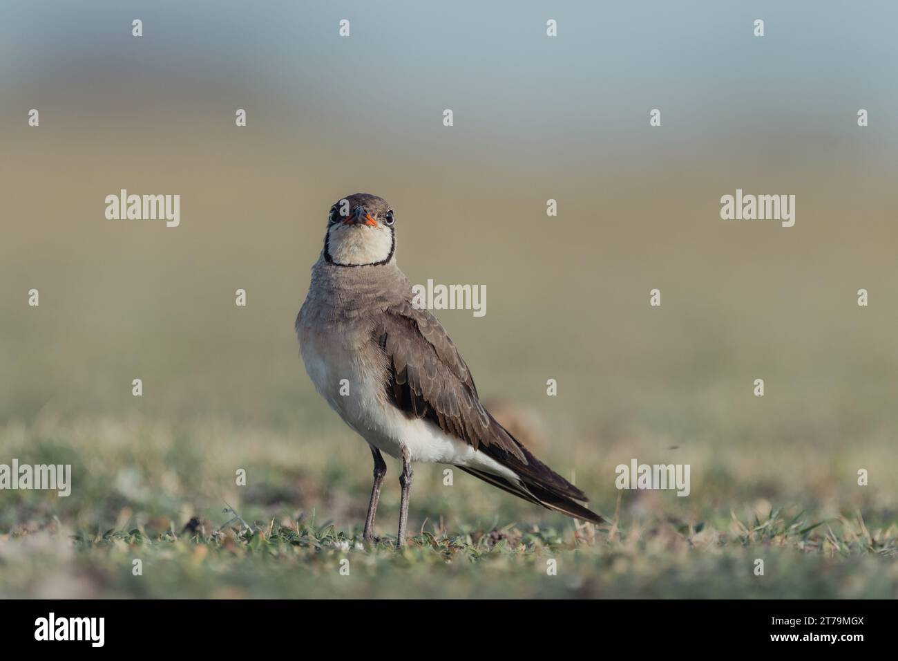 Oriental pratincole hi-res stock photography and images - Alamy