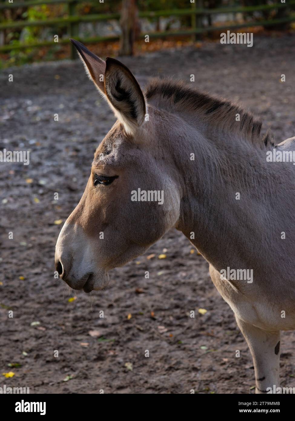 Donkey fur texture hi-res stock photography and images - Alamy
