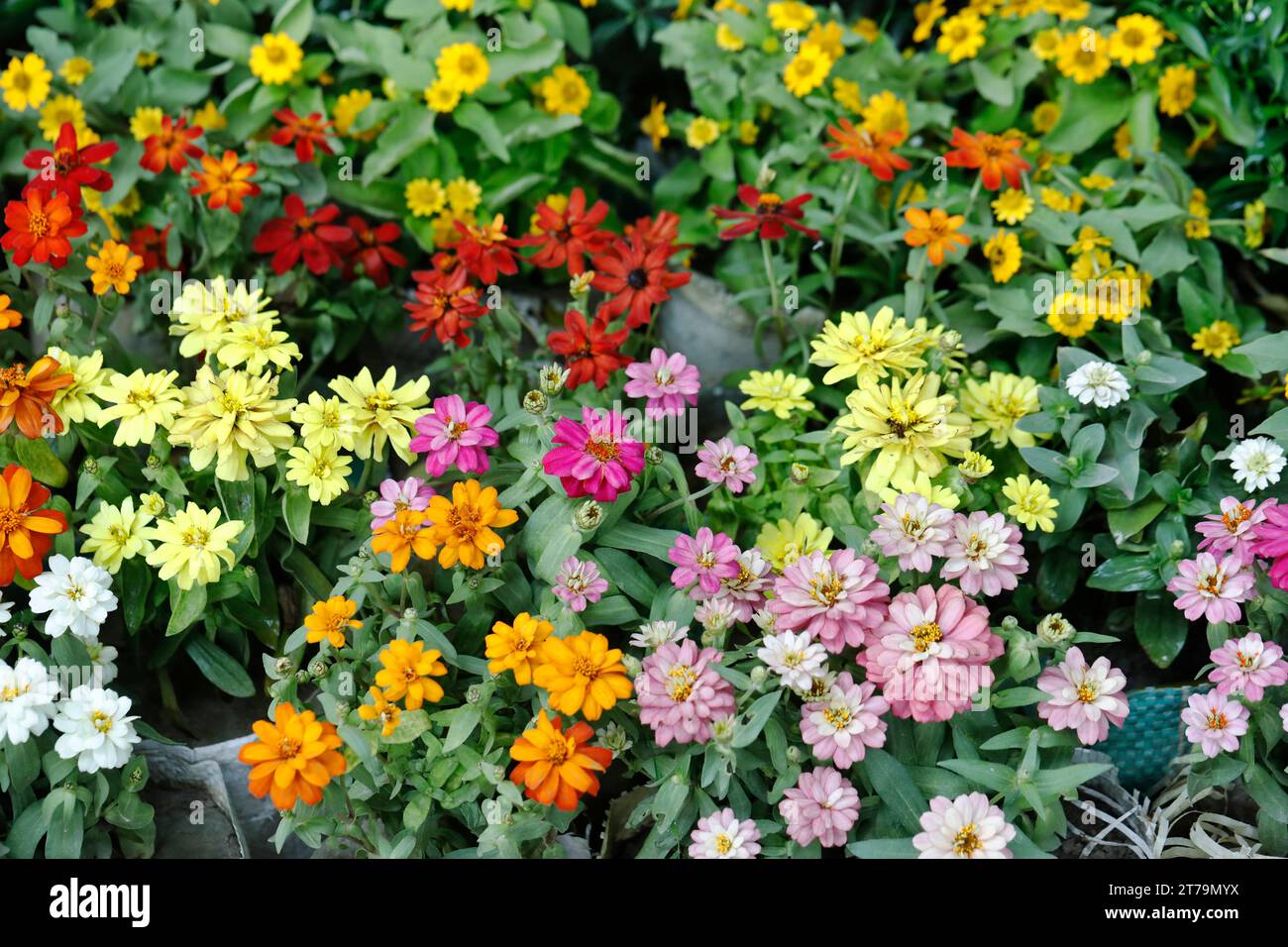 Dhaka, Bangladesh - November 14, 2023: Various kinds of winter flowers ...