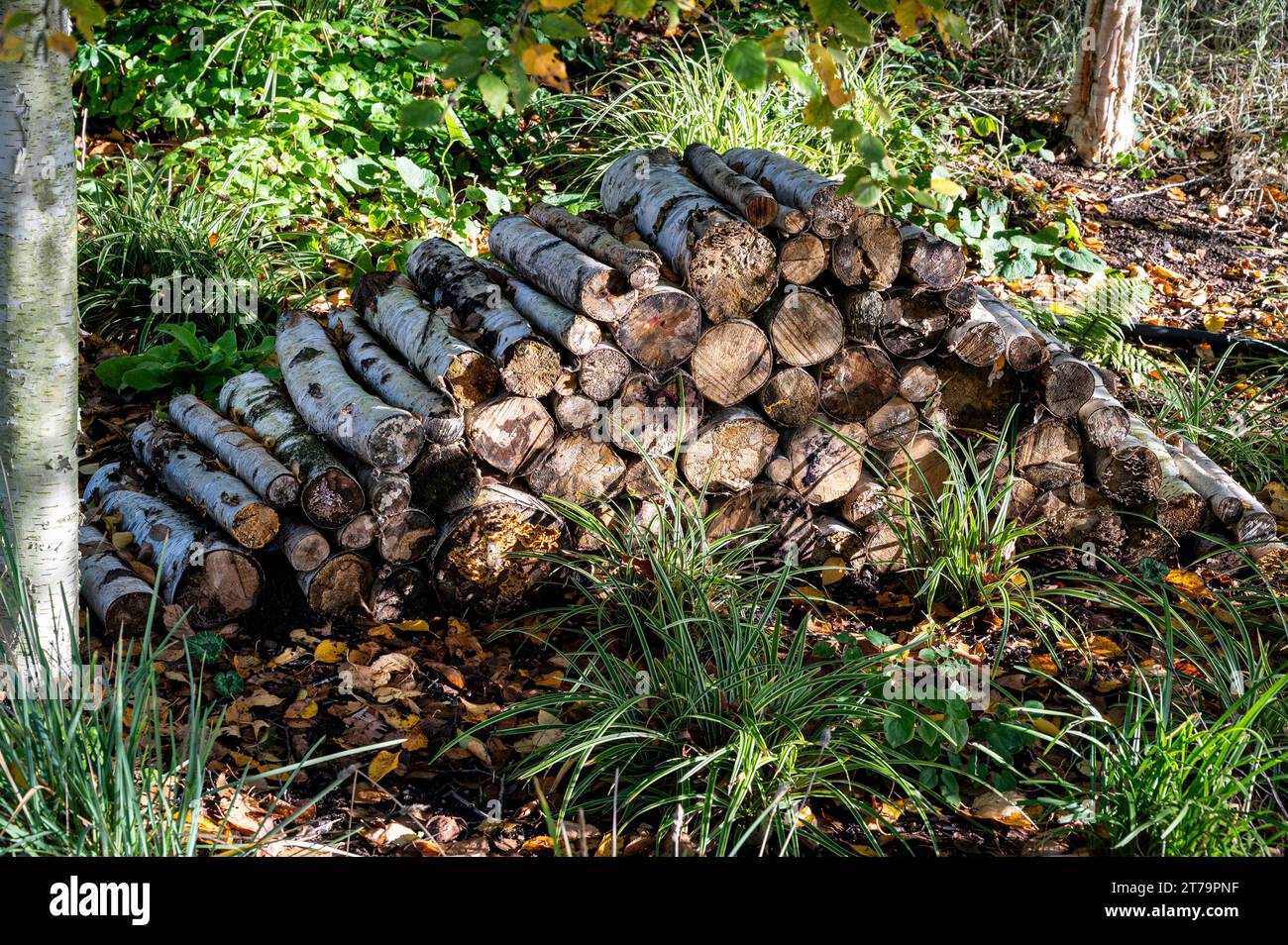 Pile of logs creating a wildlife habitat. Log pile insect and ...