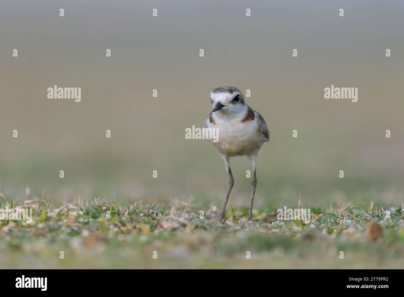 Plover bird hi-res stock photography and images - Alamy