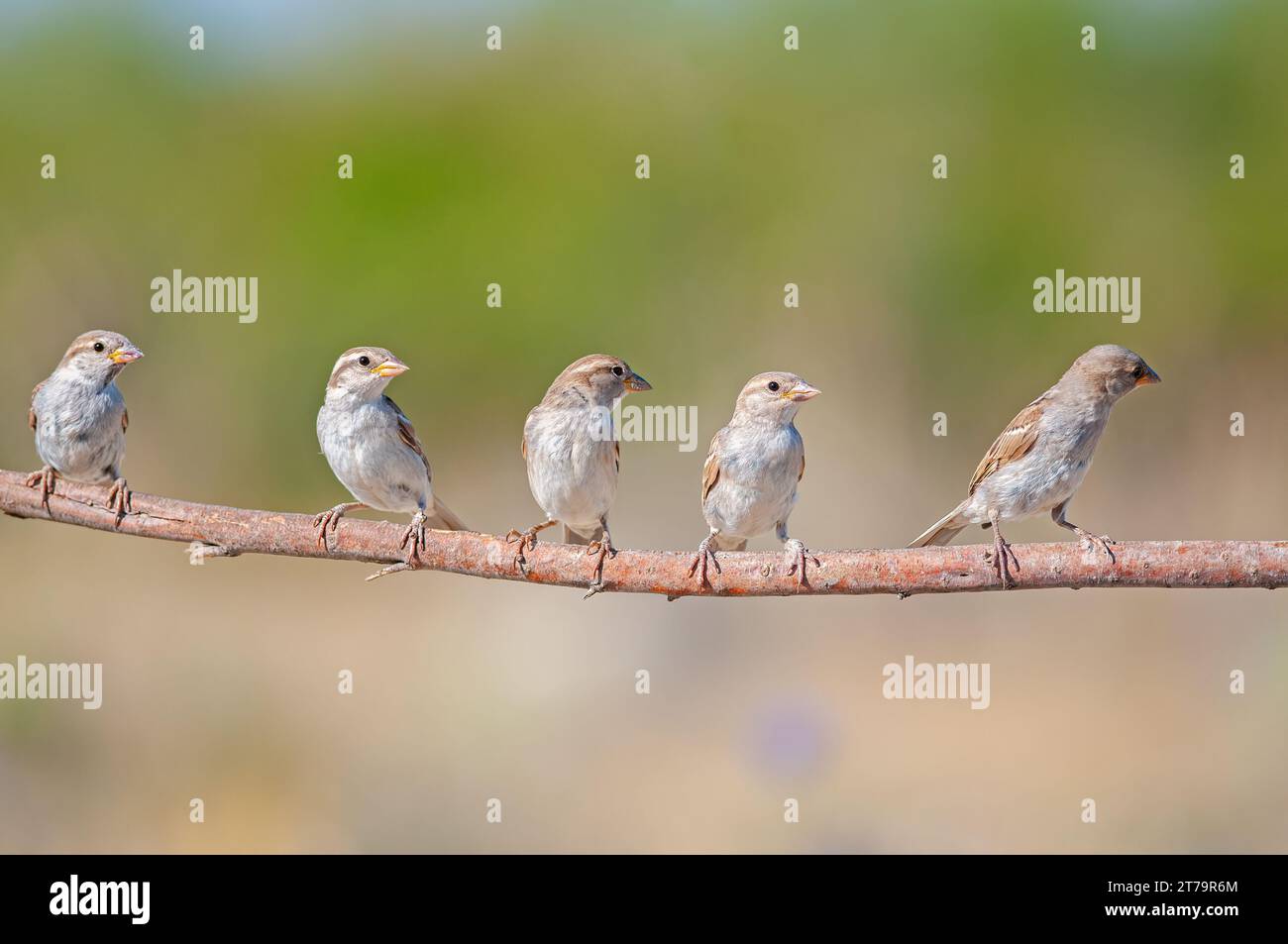 Young house sparrows (Passer domesticus) on a branch Stock Photo - Alamy