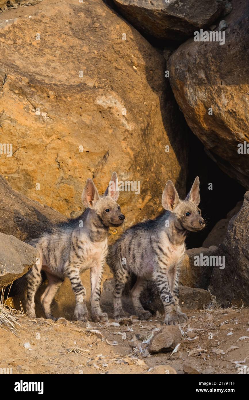 Indian hyena hi-res stock photography and images - Alamy