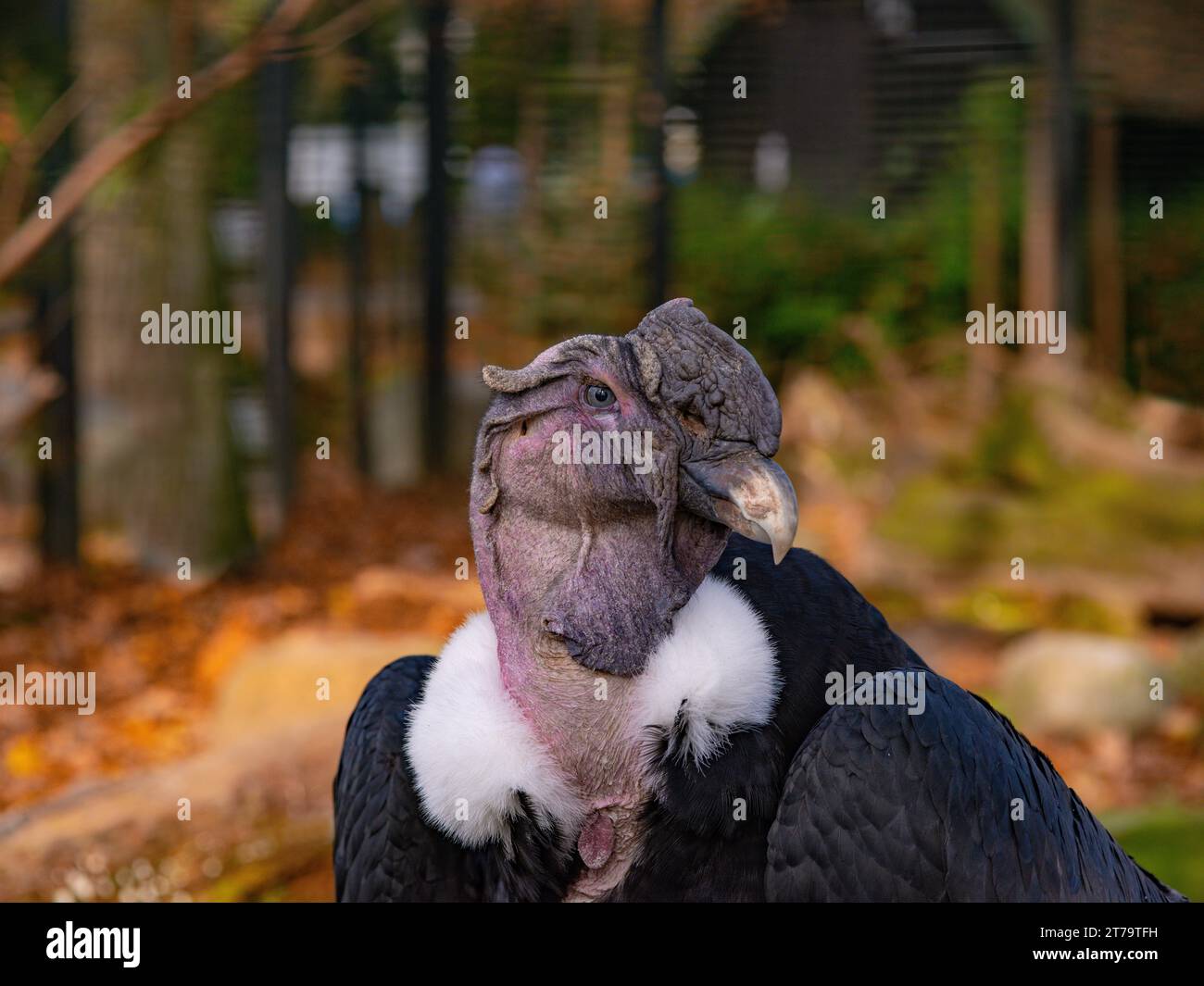 Andean condor vultur gryphus largest hi-res stock photography and ...