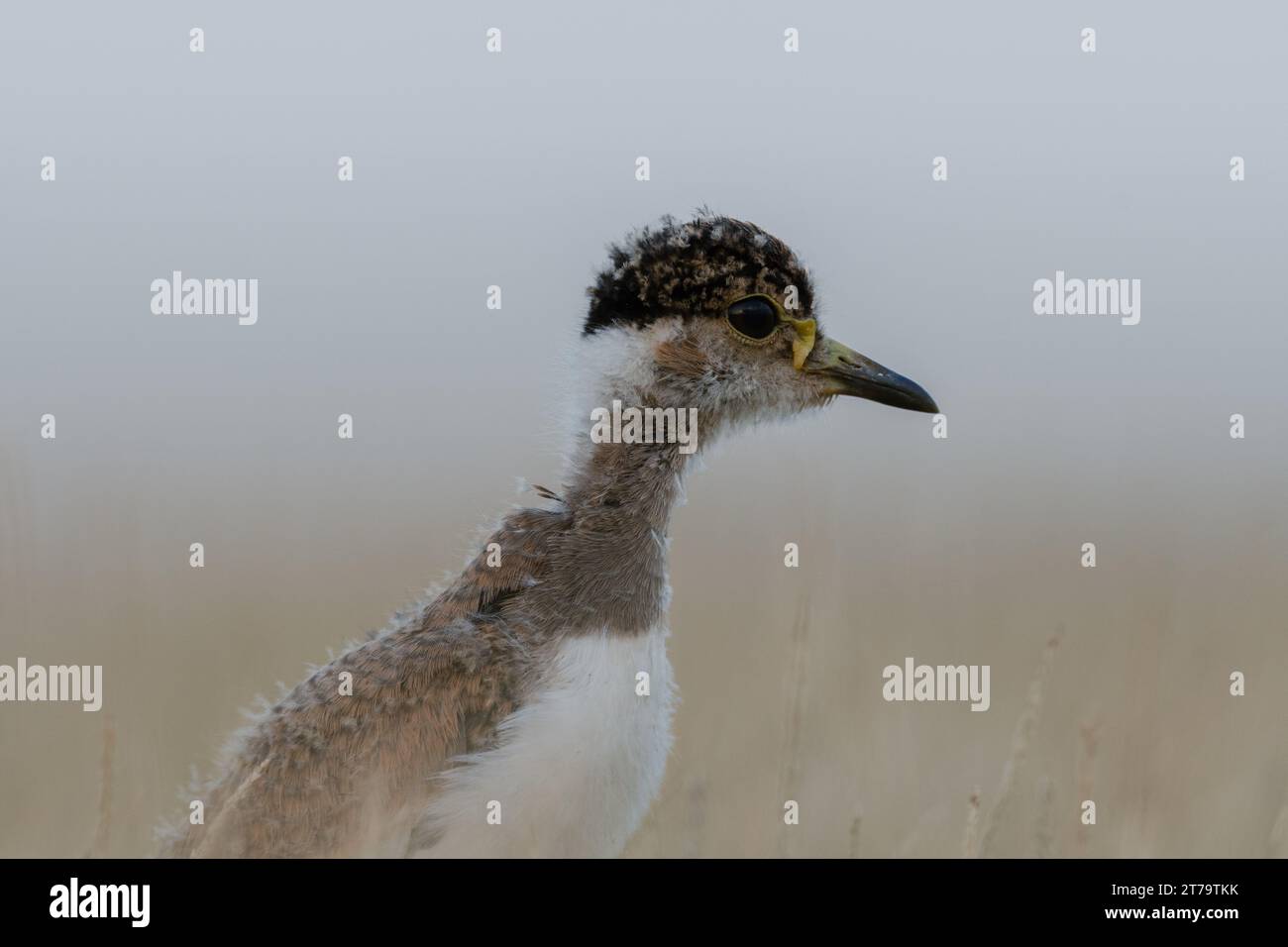 Plover in india hi-res stock photography and images - Alamy