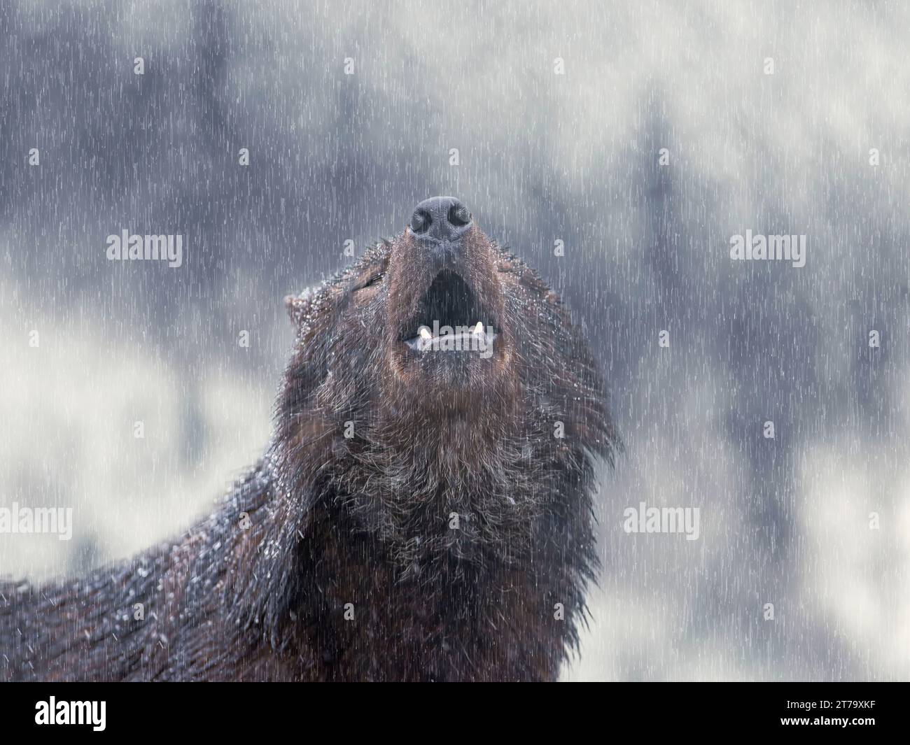 Power of adaptability hi-res stock photography and images - Alamy