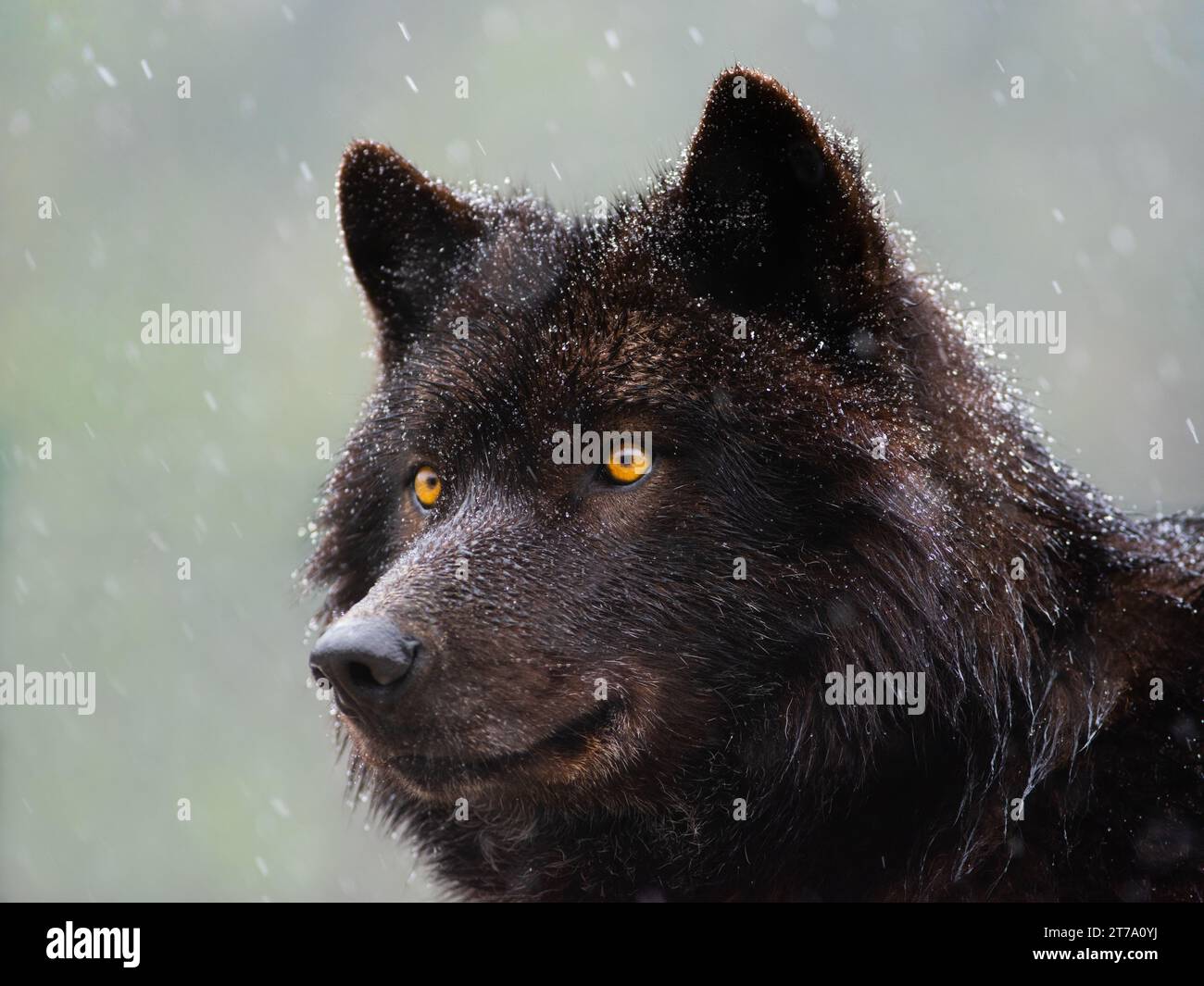 Portrait of a canadian wolf in snowy weather Stock Photo - Alamy