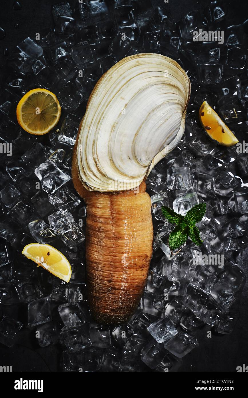 Geoduck clam,Japanese Geoduck, Mirugai on ice Stock Photo - Alamy
