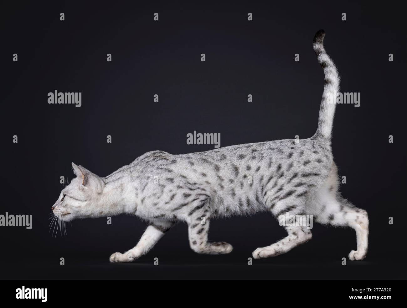 Amazing silver spotted Savannah F5 cat, walking side ways. Looking ...