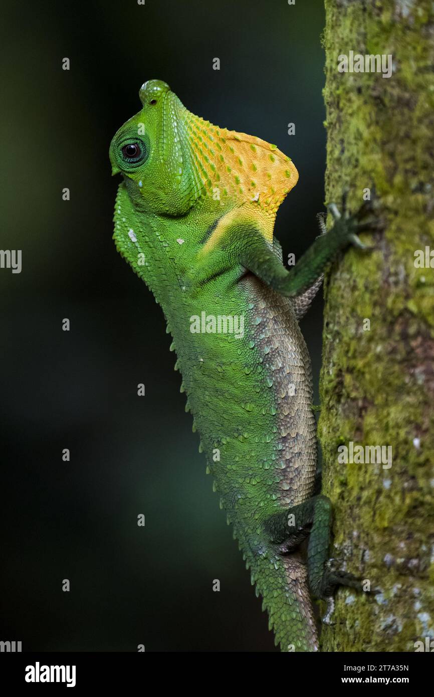 Hump Nosed lizard is another endemic lizard Stock Photo - Alamy