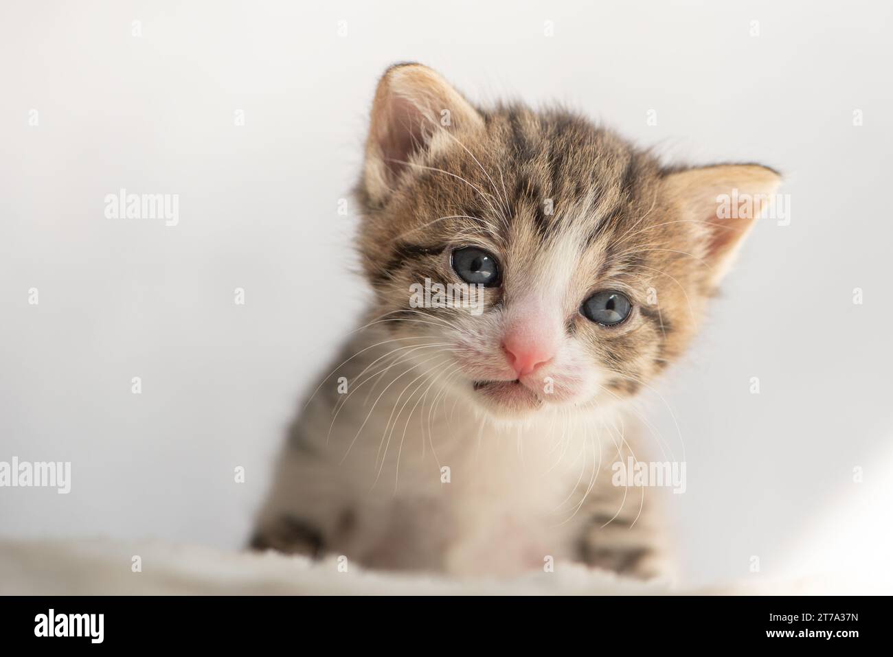 A real small tabby cat. 4-6 weeks old domestic kitten Stock Photo - Alamy