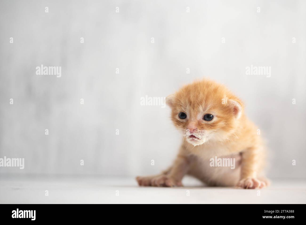 A real orange striped tabby cat. 4-6 weeks old domestic kitten Stock ...