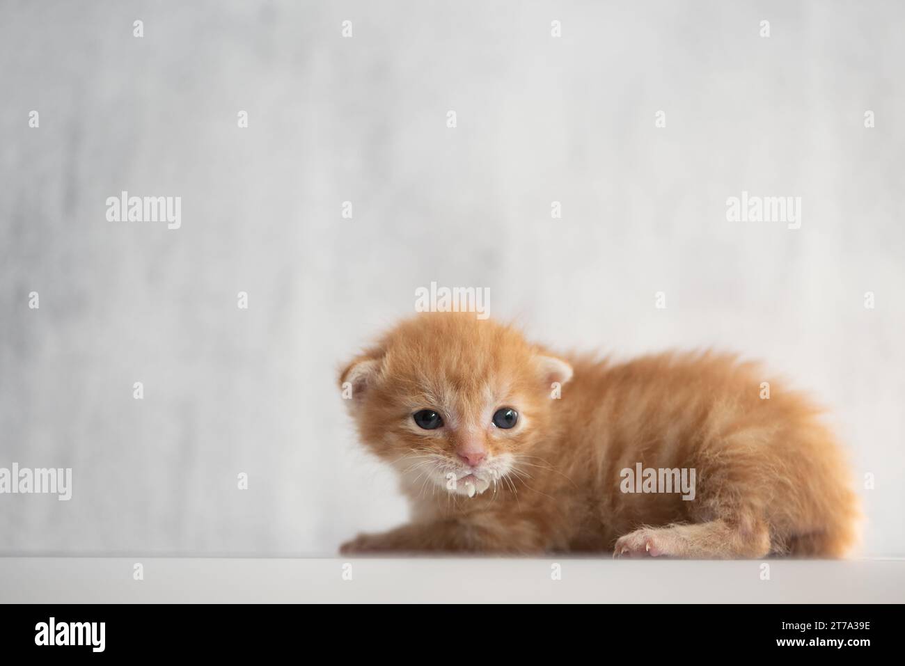A real orange striped tabby cat. 4-6 weeks old domestic kitten Stock ...