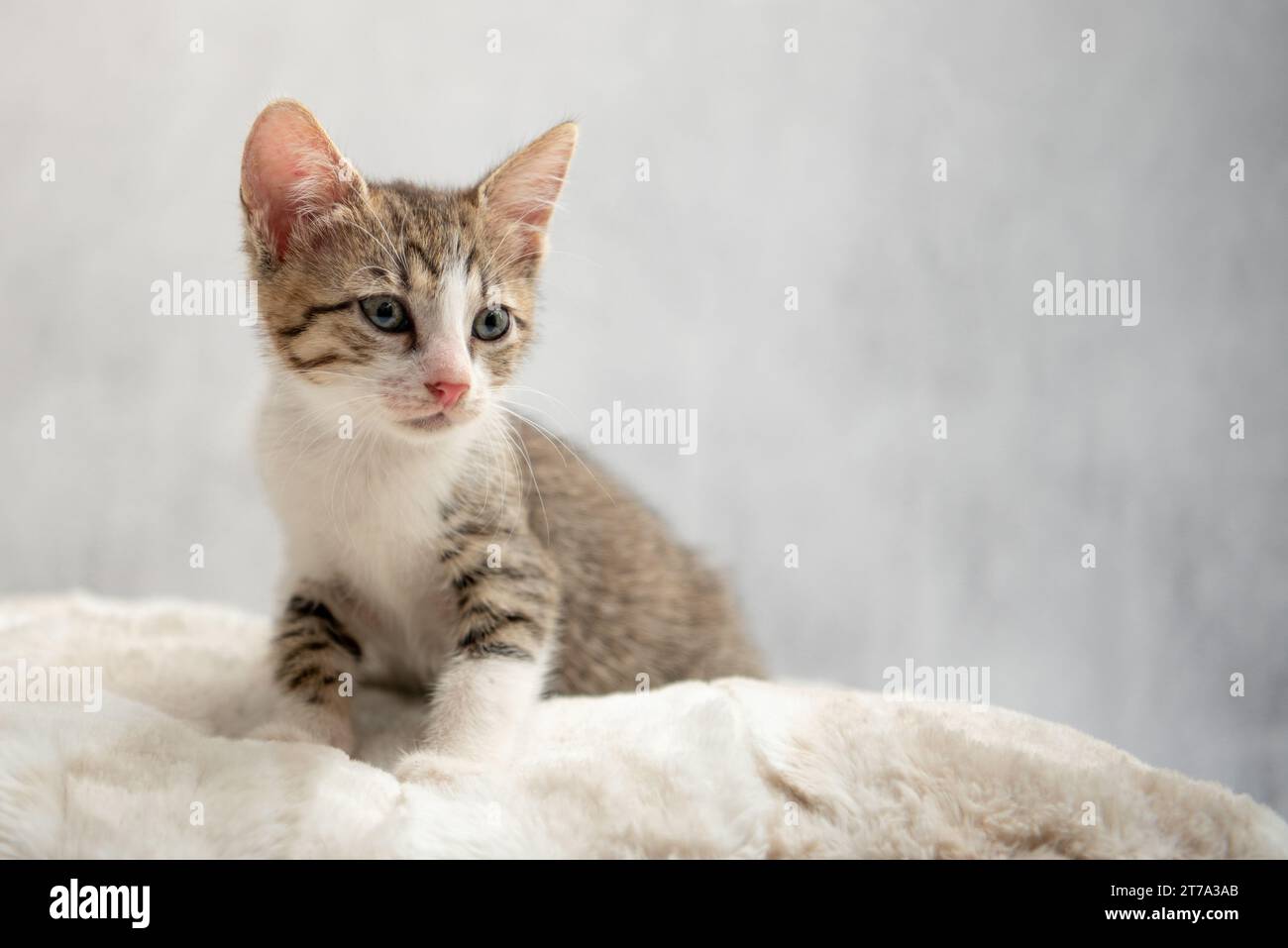 A real small tabby cat. 8-10 weeks old domestic kitten Stock Photo - Alamy