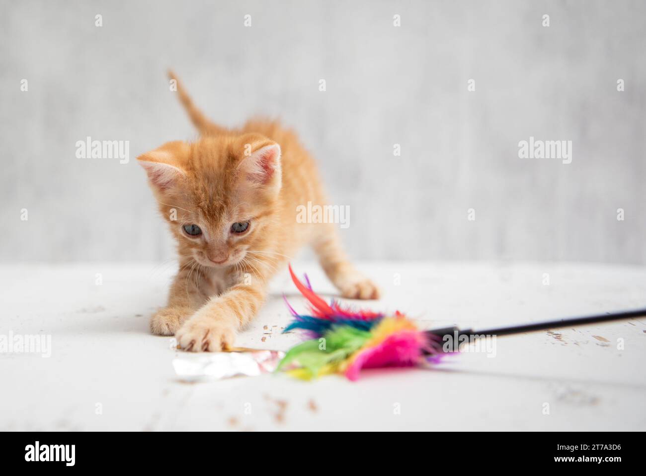 A real orange striped tabby cat. 8-10 weeks old domestic kitten Stock ...