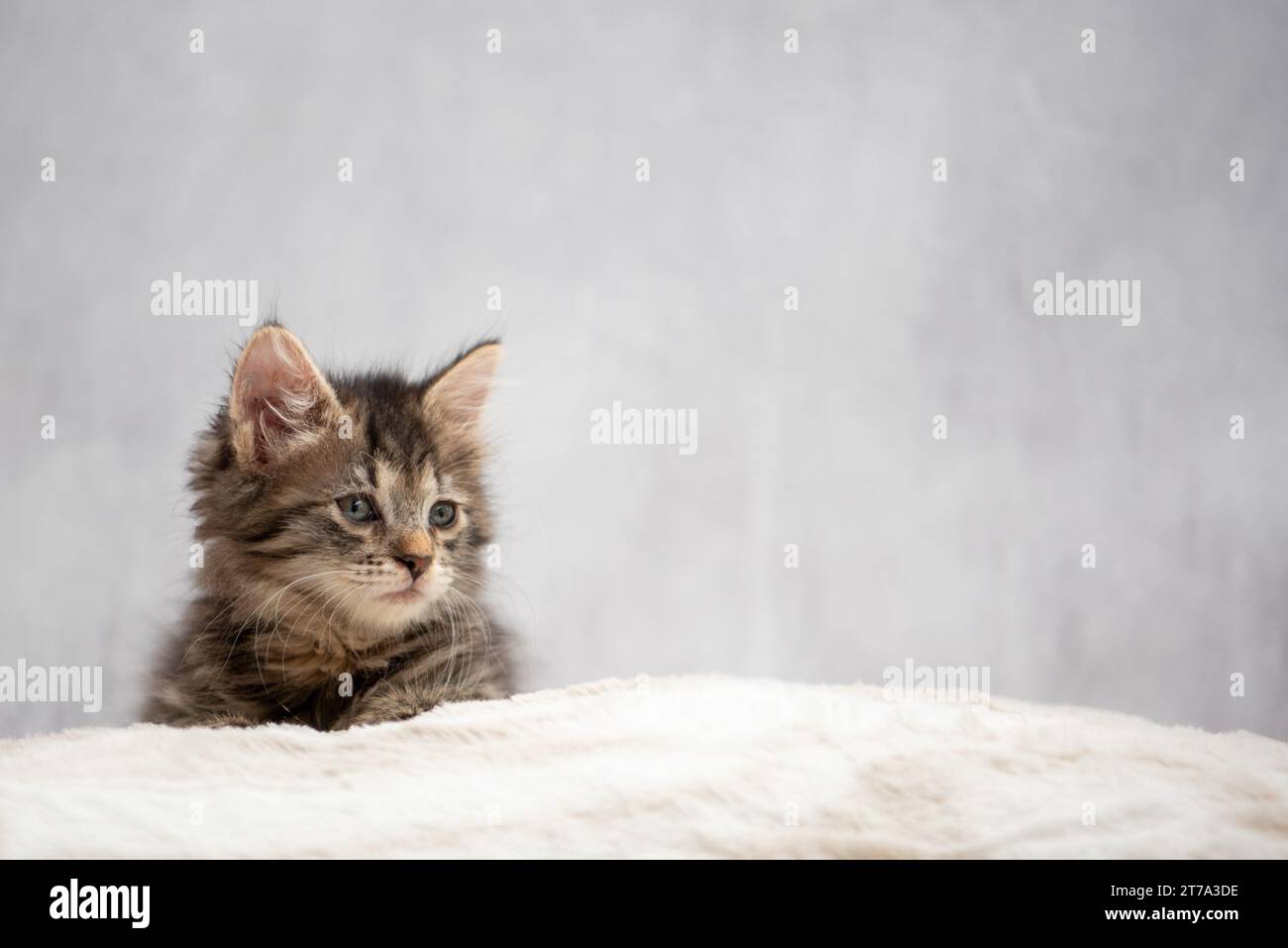 A real small tabby cat. 4-6 weeks old domestic kitten Stock Photo - Alamy
