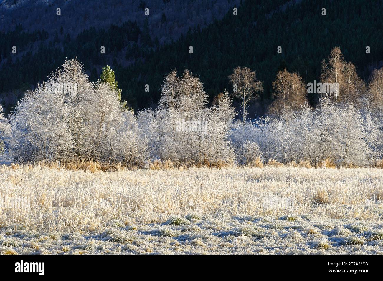 frost-frozen field with cluster of trees in sunlight with forested area ...