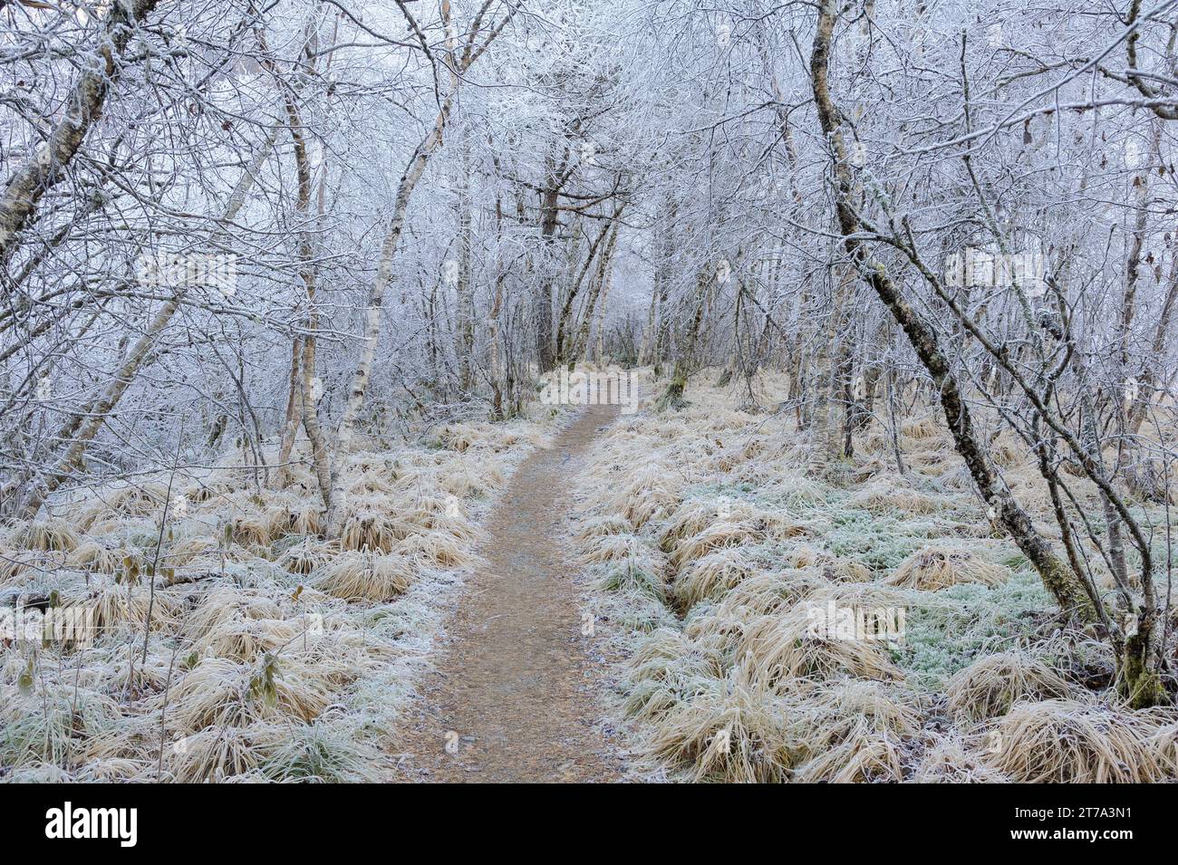 Path with frost hi-res stock photography and images - Alamy