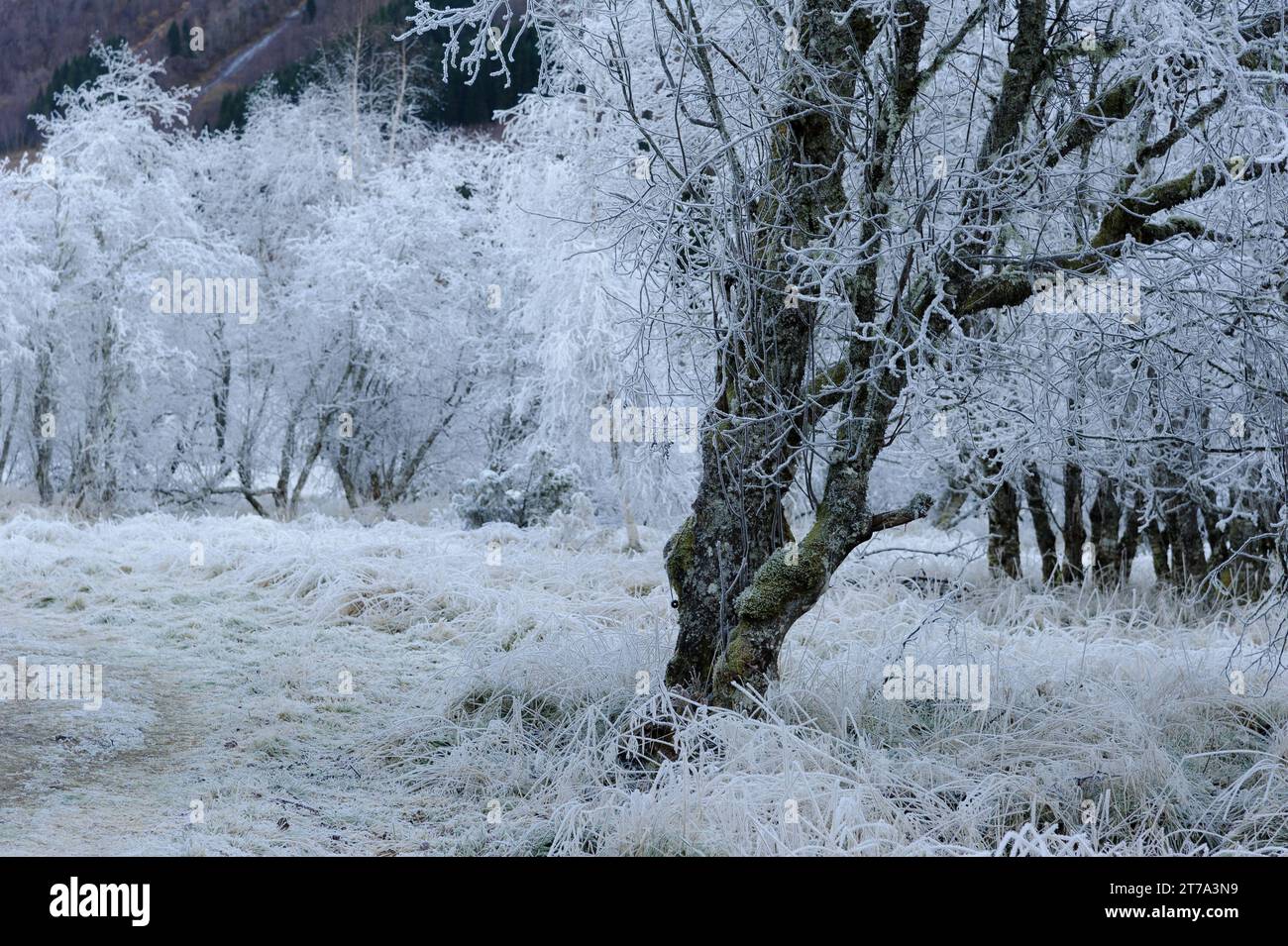 Cascaded trees hi-res stock photography and images - Alamy