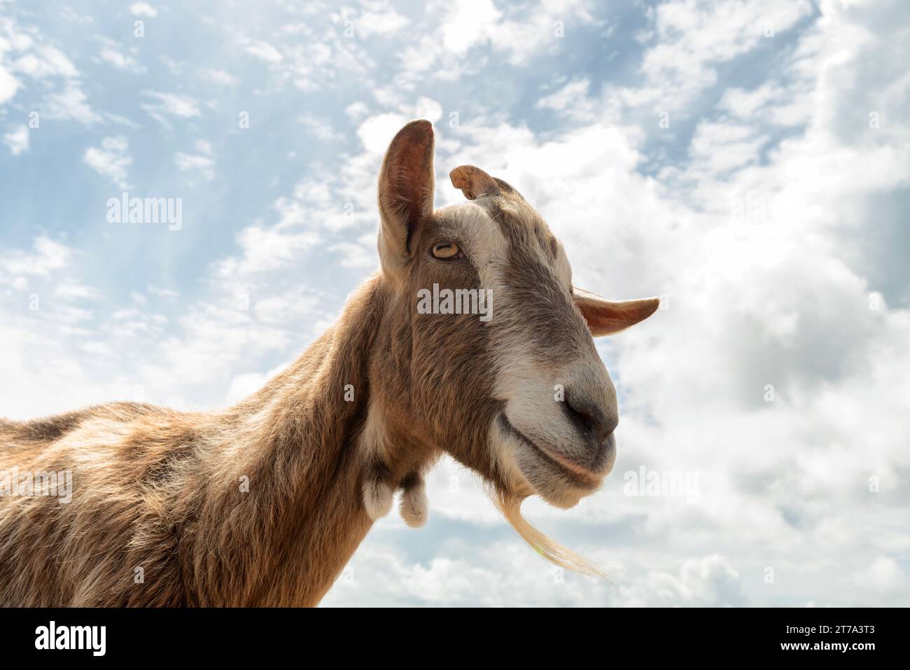 Goat eyes close up hi-res stock photography and images - Alamy