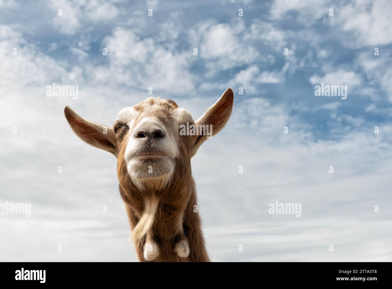 Portrait of a goat showing its beard and wattles Stock Photo - Alamy