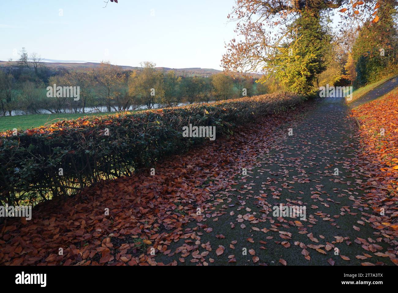 Autumn leaves on path through park Stock Photo - Alamy