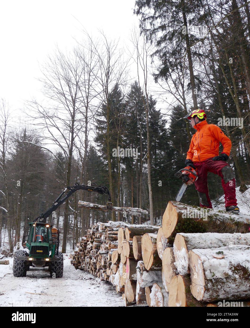 A male figure operating a chainsaw outdoors in a forest setting ...