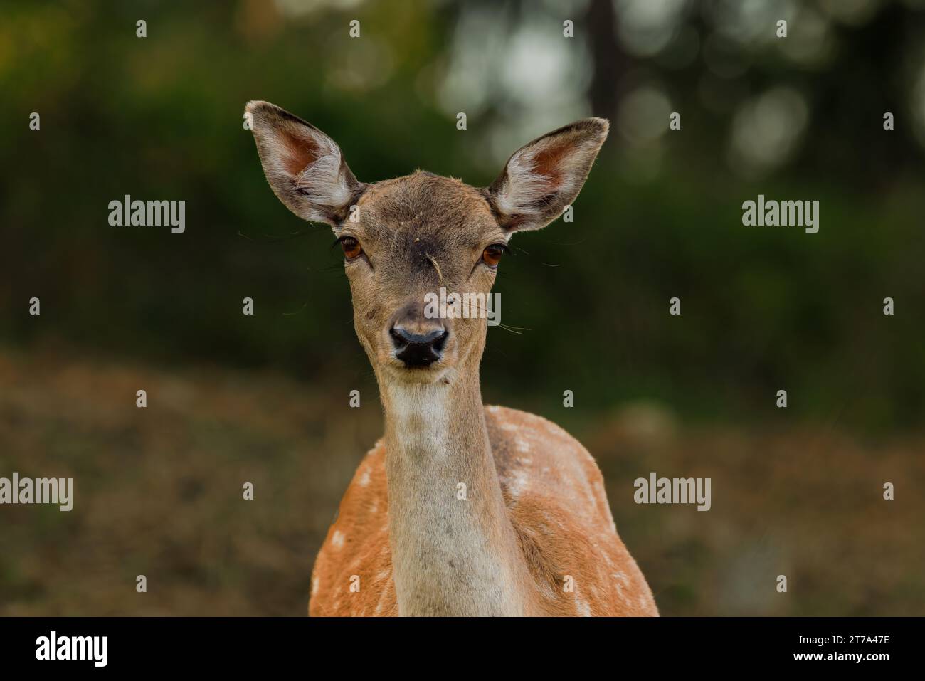 Side view portrait deer hi-res stock photography and images - Alamy