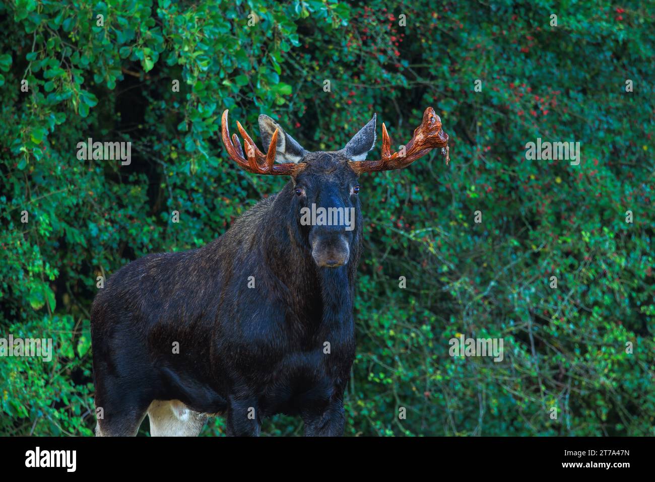 A male moose with split antlers stands in a forest clearing and looks ...