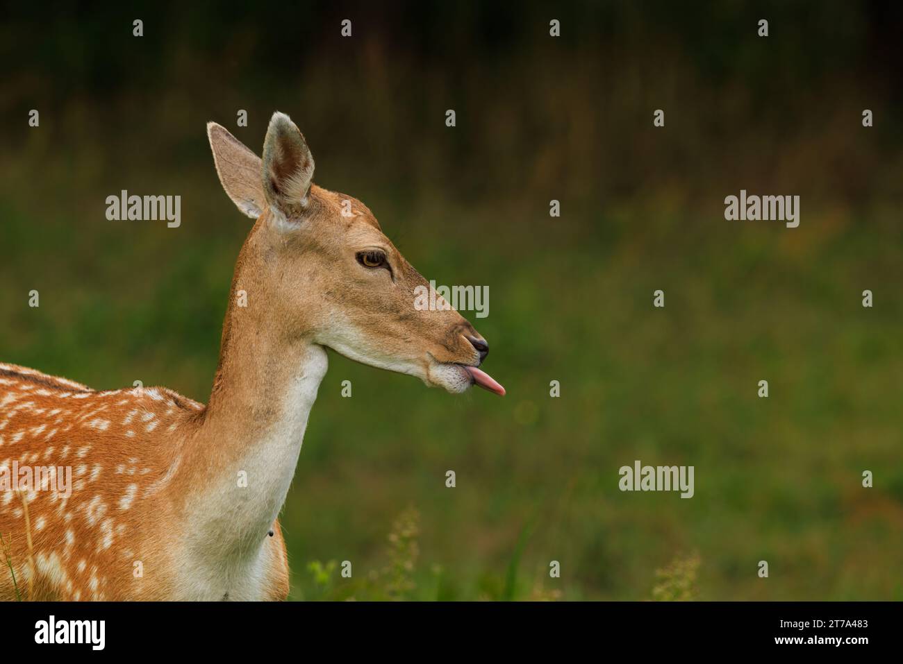 Deer side view hi-res stock photography and images - Alamy