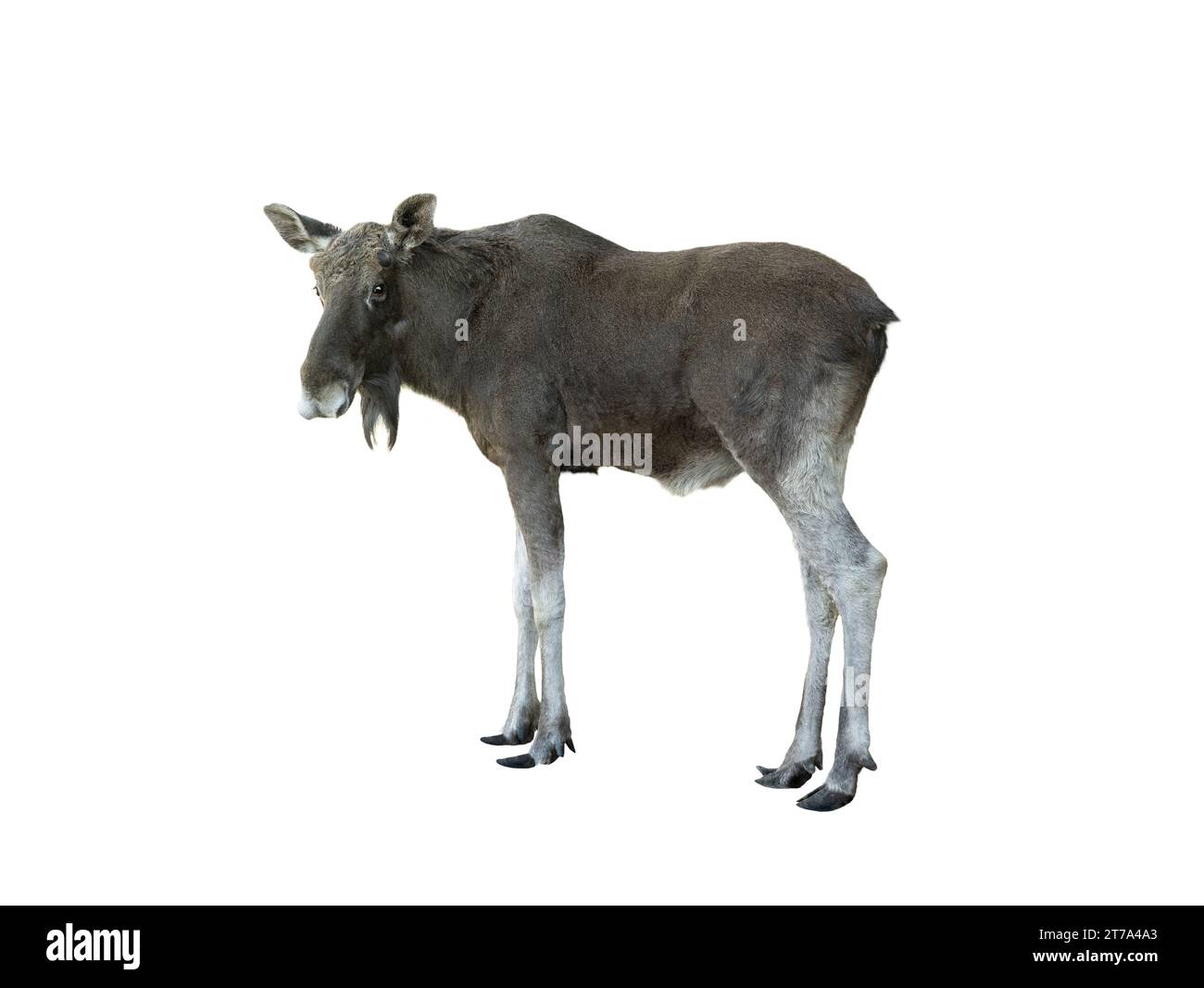 moose portrait isolated on white background Stock Photo - Alamy