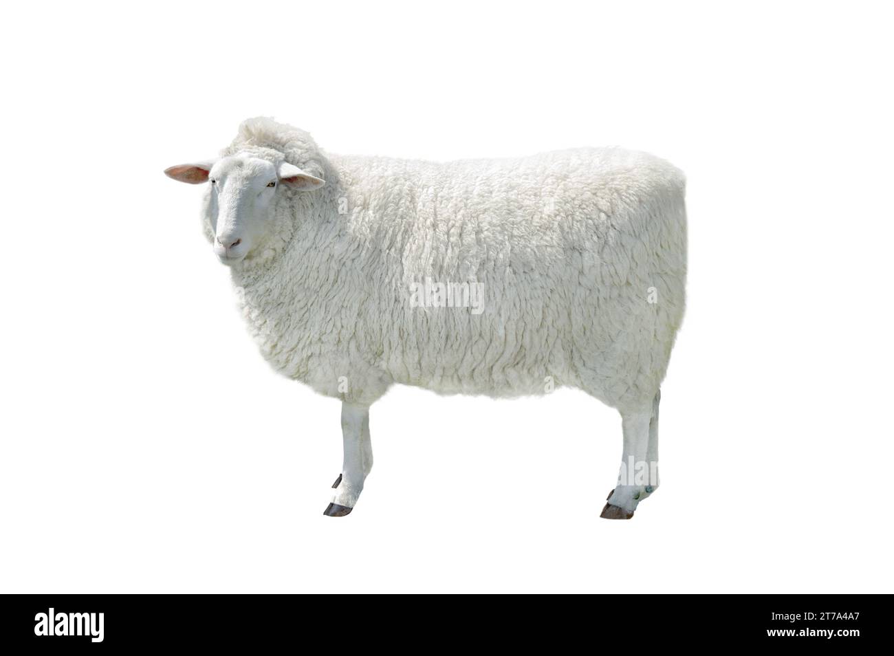 White Sheep White Background