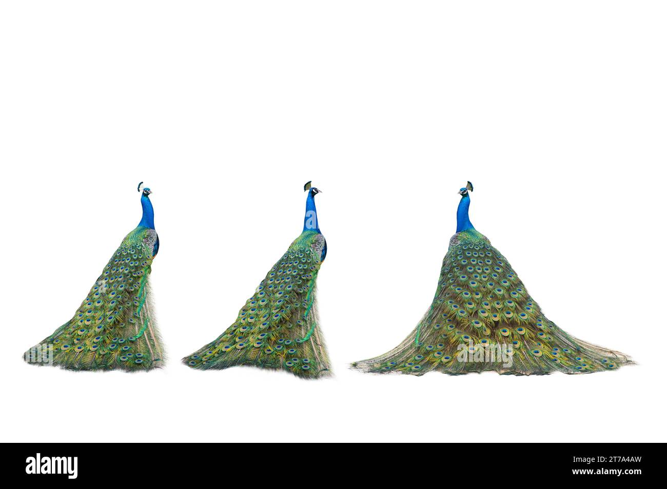 three peacock isolated on a white background Stock Photo - Alamy