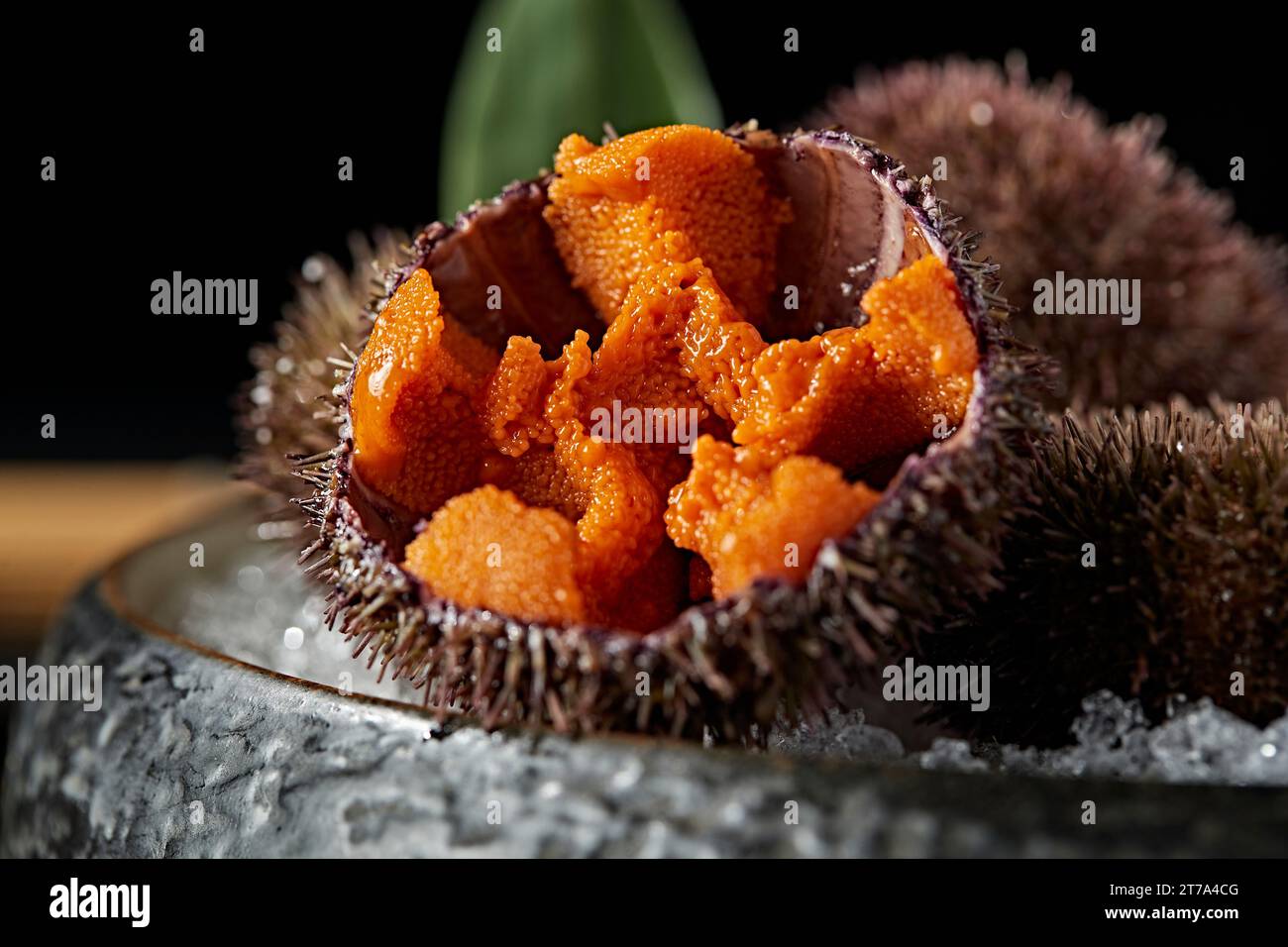 Fresh sea urchin (uni), Japanese food Stock Photo - Alamy