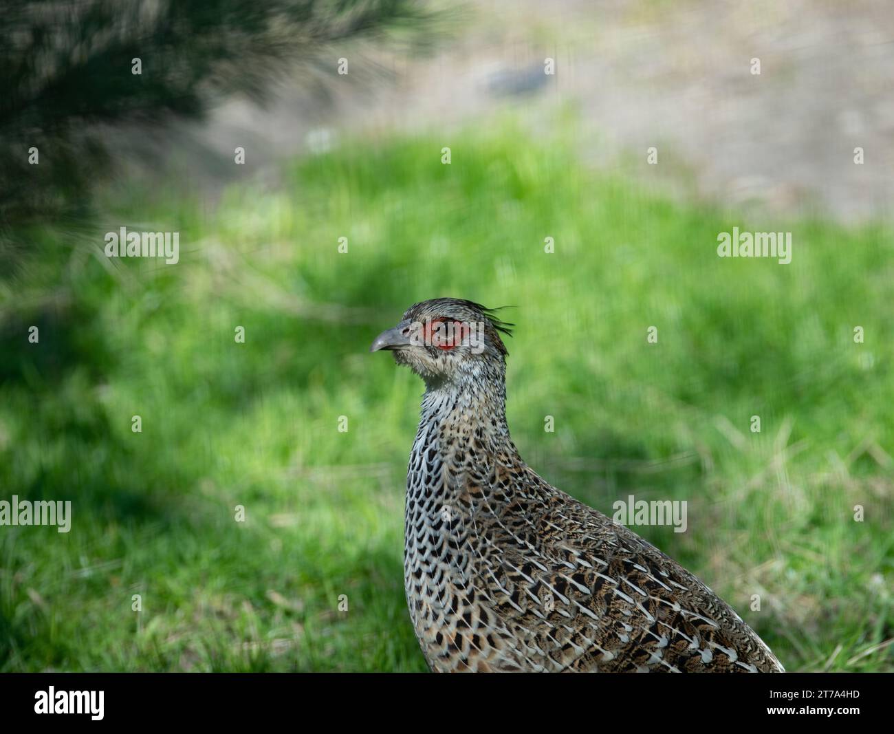Portrait of female Himalayan or Impeyan monal (Lophophorus impejanus ...