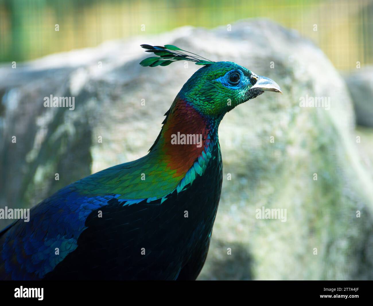 Impeyan pheasant hi-res stock photography and images - Alamy