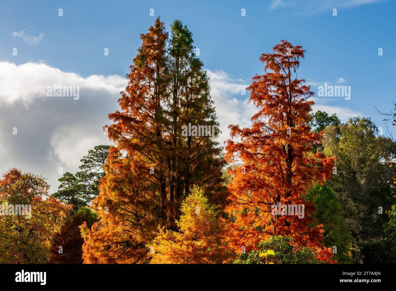 A view of trees with autumn colour and a blue sky overhead Stock Photo ...