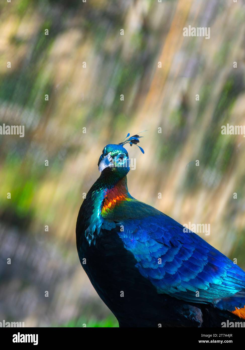 Impeyan pheasant hi-res stock photography and images - Alamy