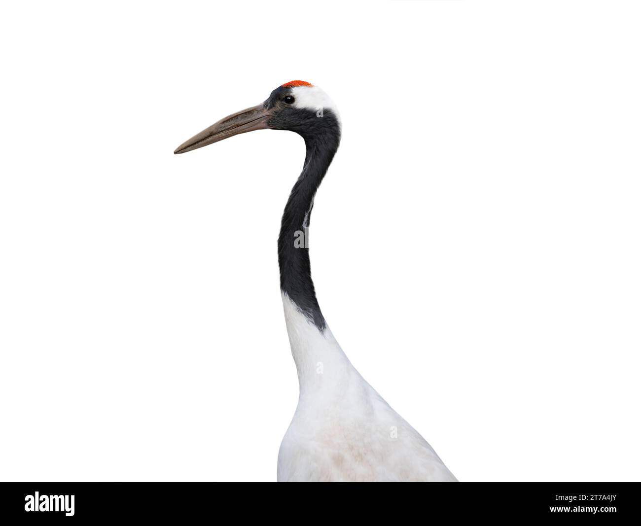 red crowned crane isolated on white background Stock Photo - Alamy