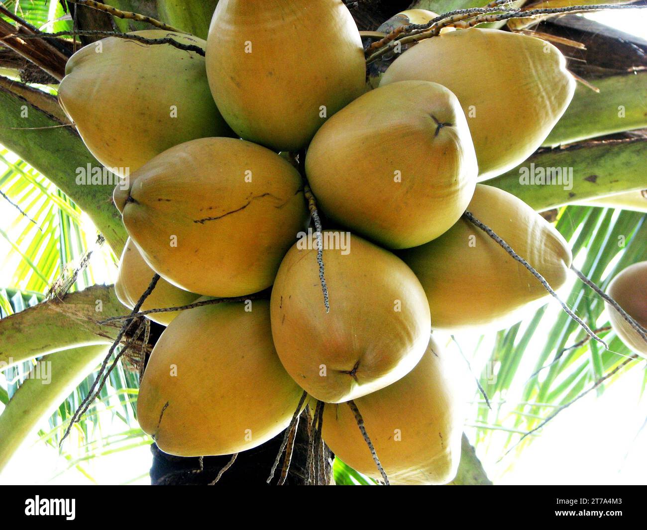 Coconut in the tree hi-res stock photography and images - Alamy