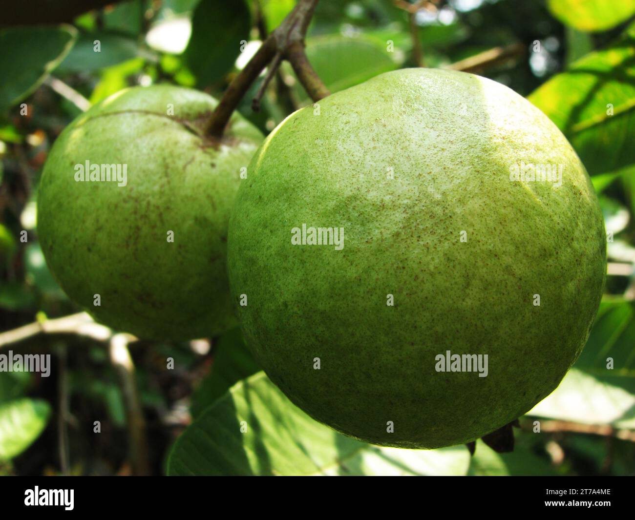 Closeup of guava hi-res stock photography and images - Alamy