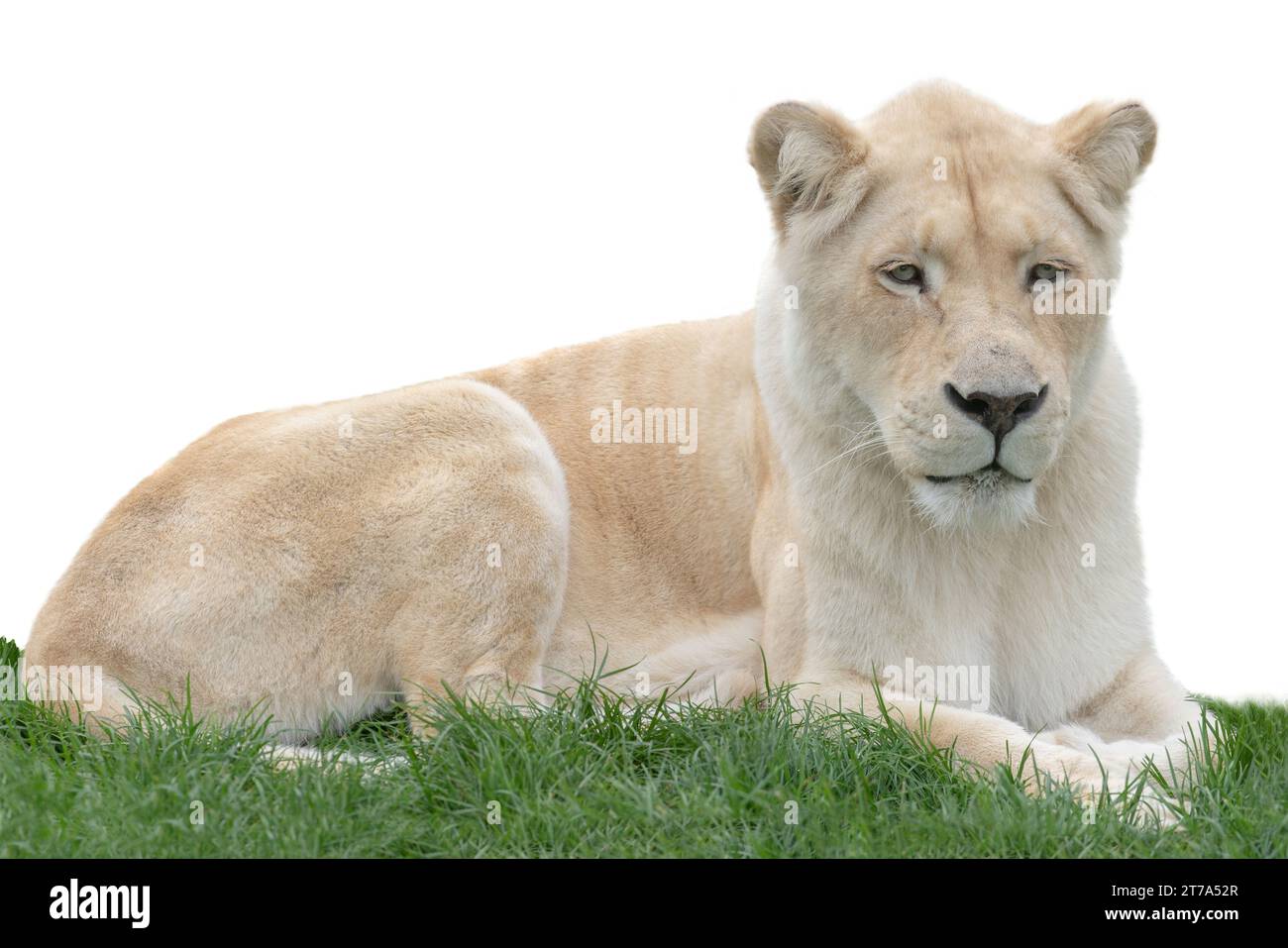 white lioness lying on green grass isolated on white background Stock ...