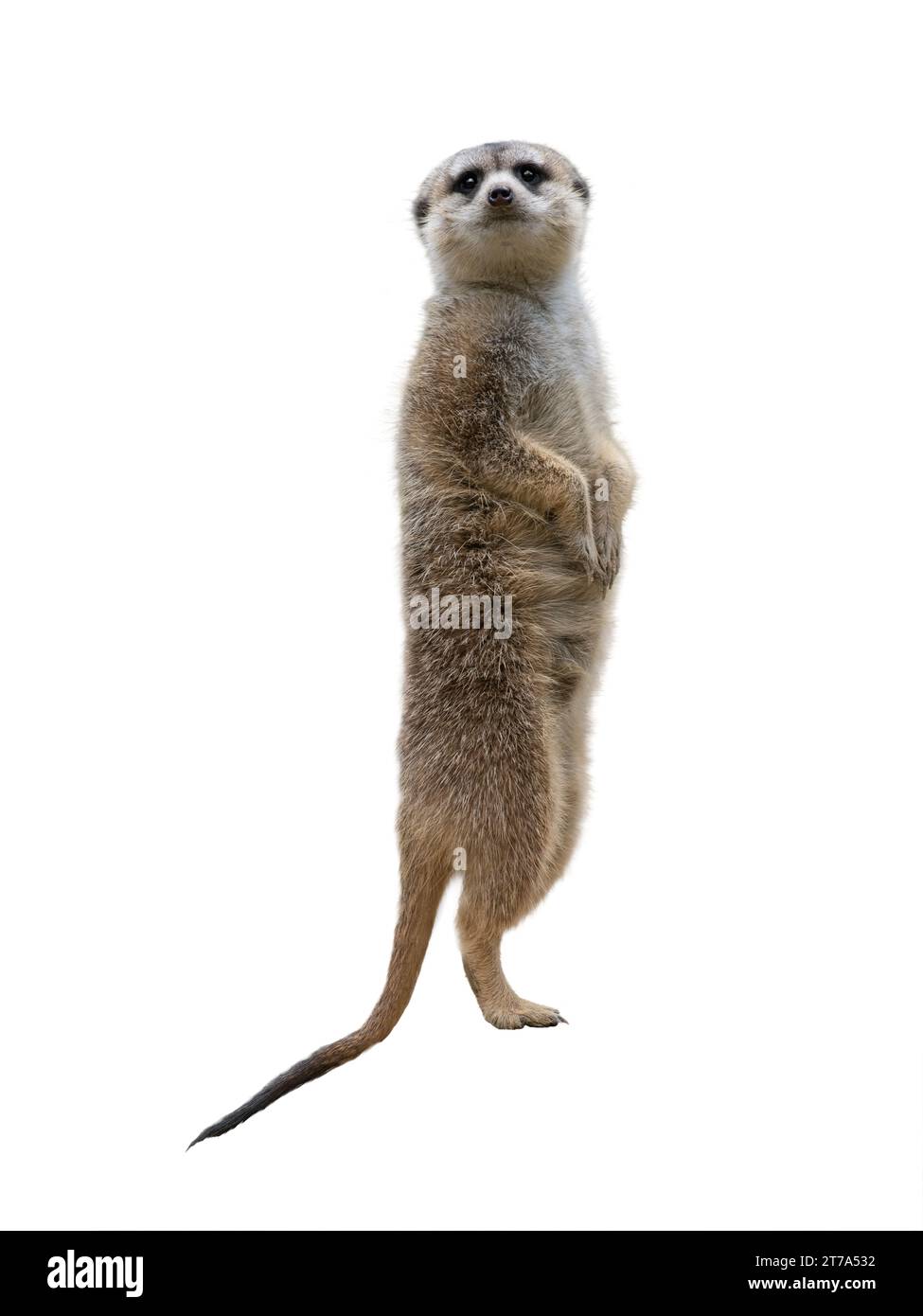 standing meerkat isolated on white background Stock Photo - Alamy