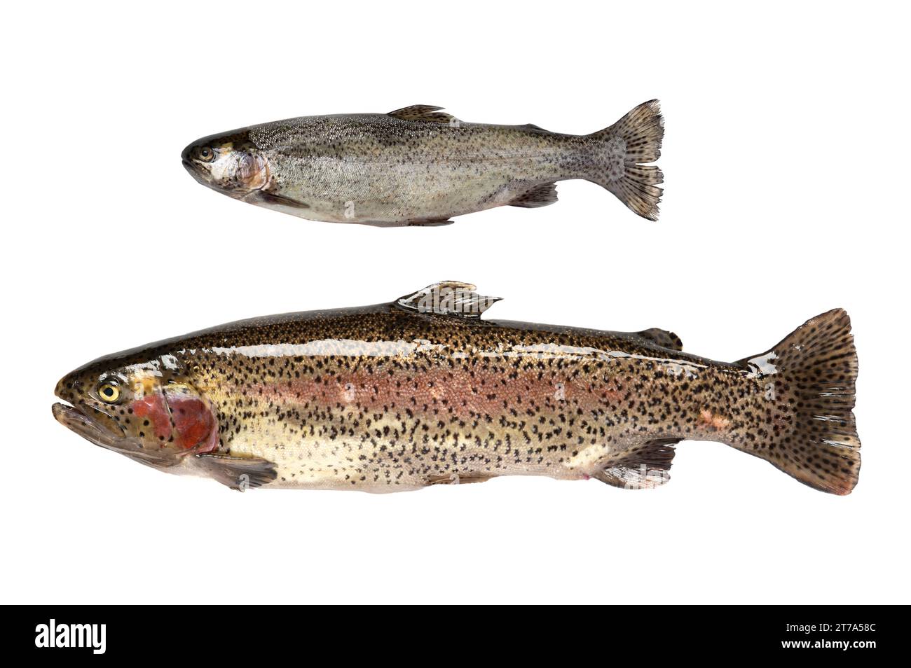 big and small freshwater fish rainbow trout (Oncorhynchus mykiss ...