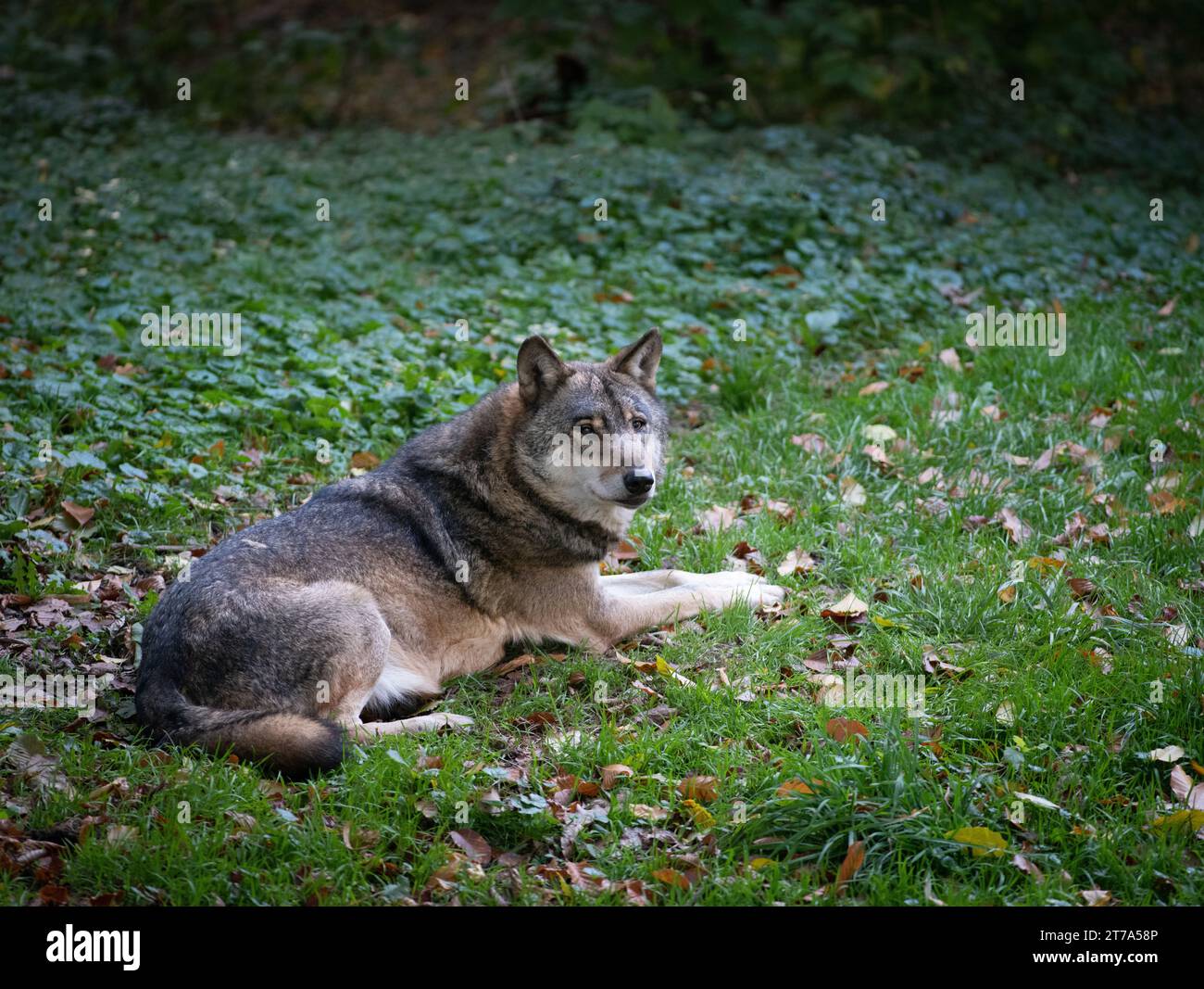 gray wolf lying on the grass Stock Photo - Alamy