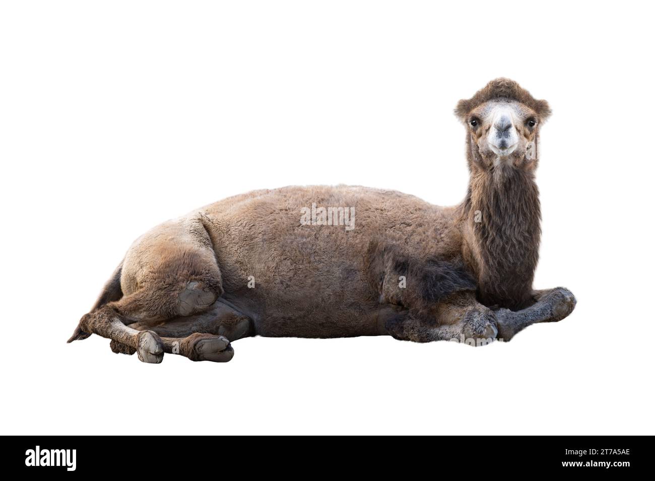 lying camel isolated on white background Stock Photo - Alamy