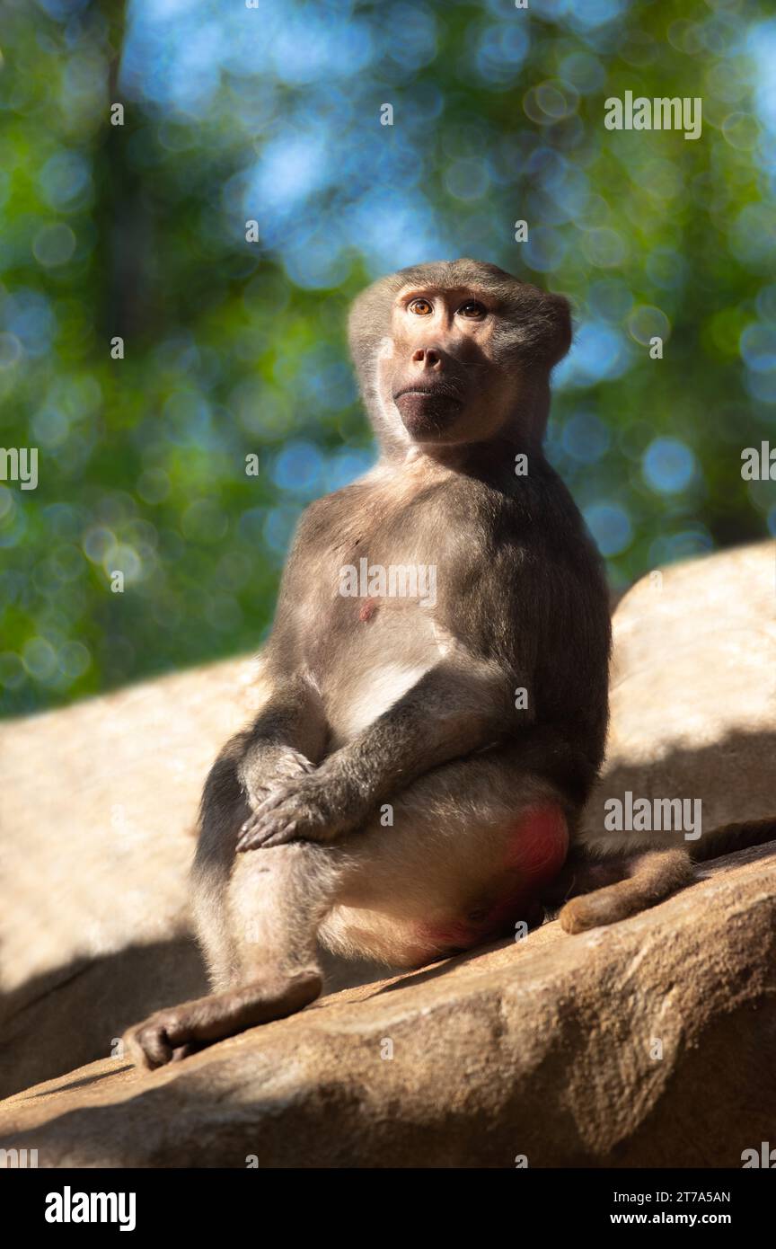 female baboon sitting on a stone Stock Photo - Alamy