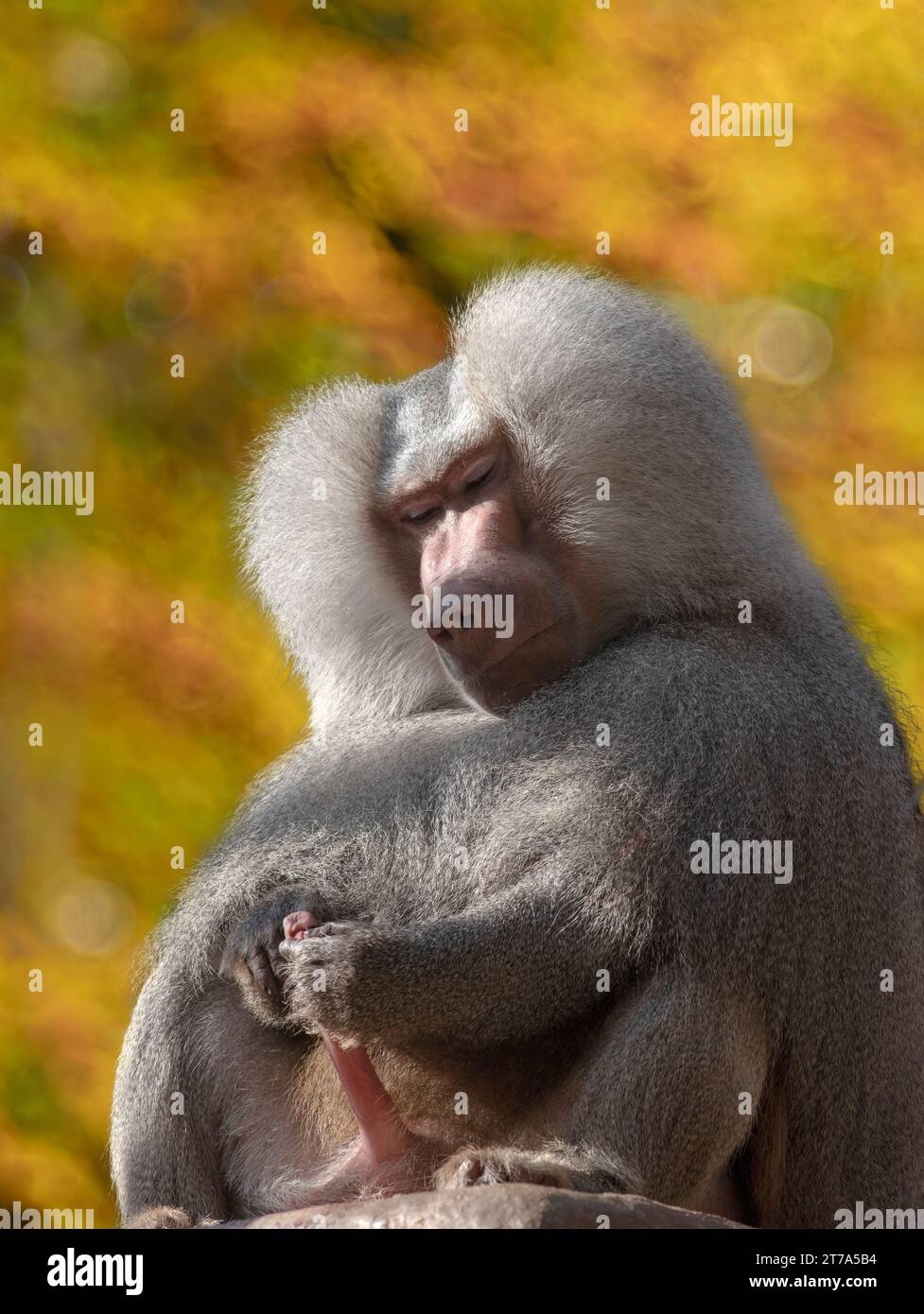 Hamadryas Baboon (Papio hamadryas) with erect penis Stock Photo - Alamy
