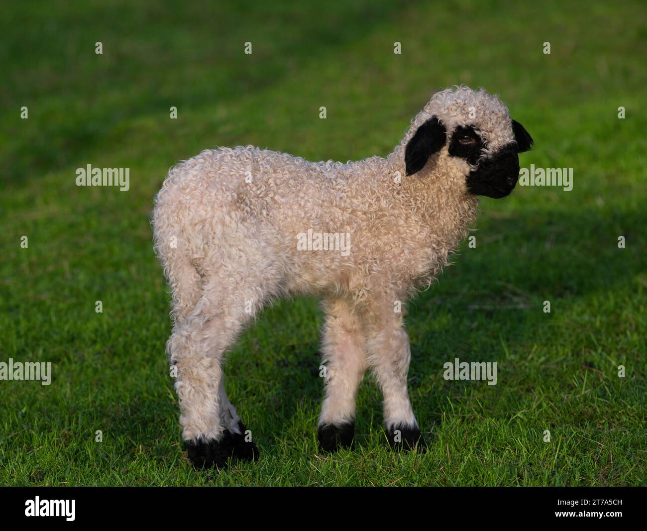 small Welsh black-faced sheep green background Stock Photo - Alamy